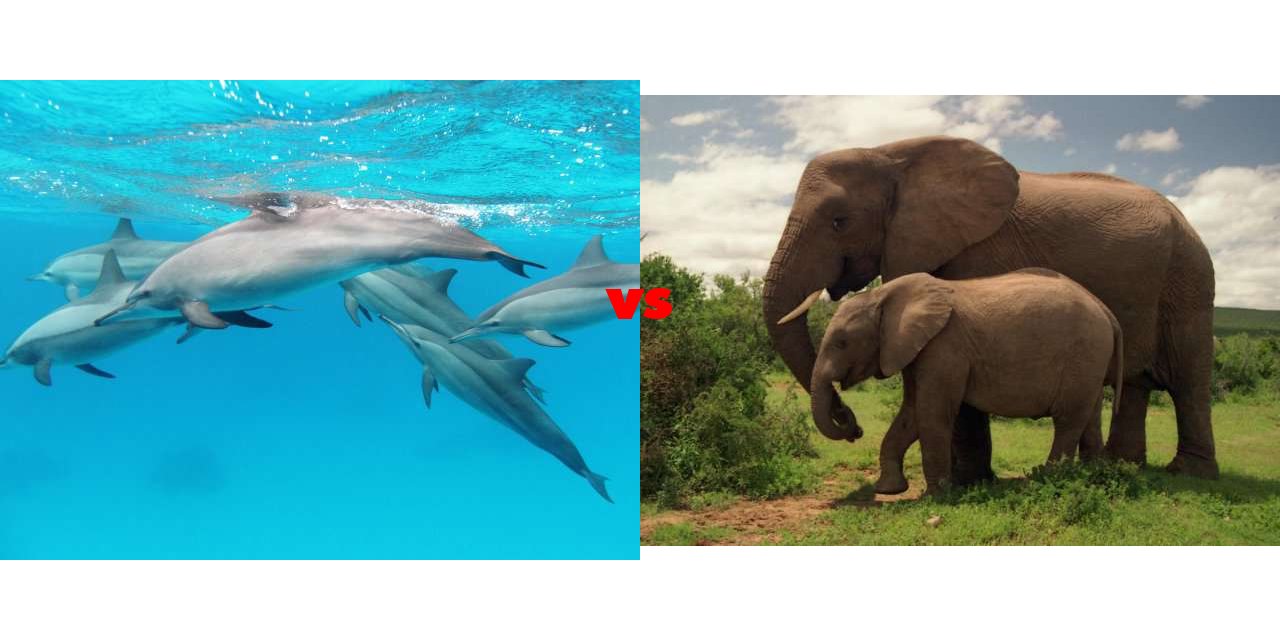 Elephants vs Dolphins on The Big Fat List